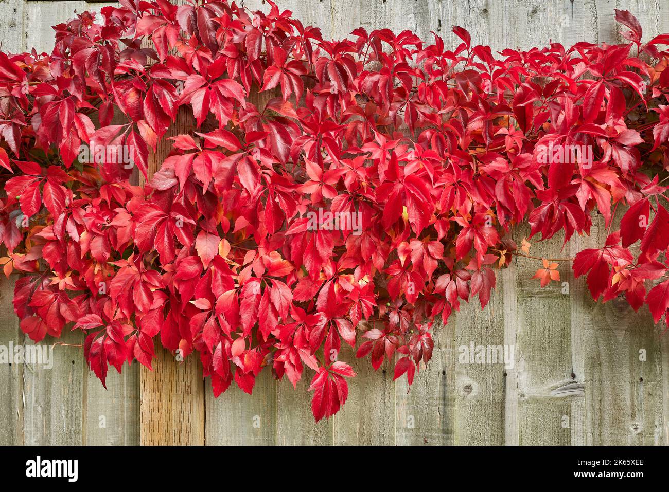 Brightly coloured red and crimson autumn leaves on a climbing plant ...