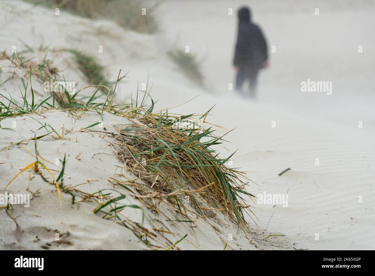 A beachwalker nearly obscured by flying sand stirred up by a harsh wind ...