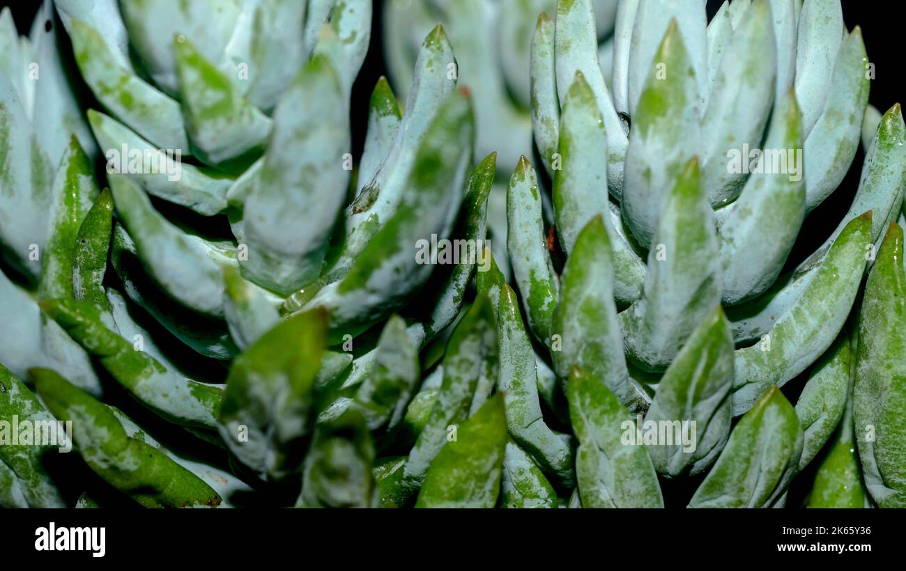 Sedum spanish blue select succulent plant isolated on black background ...