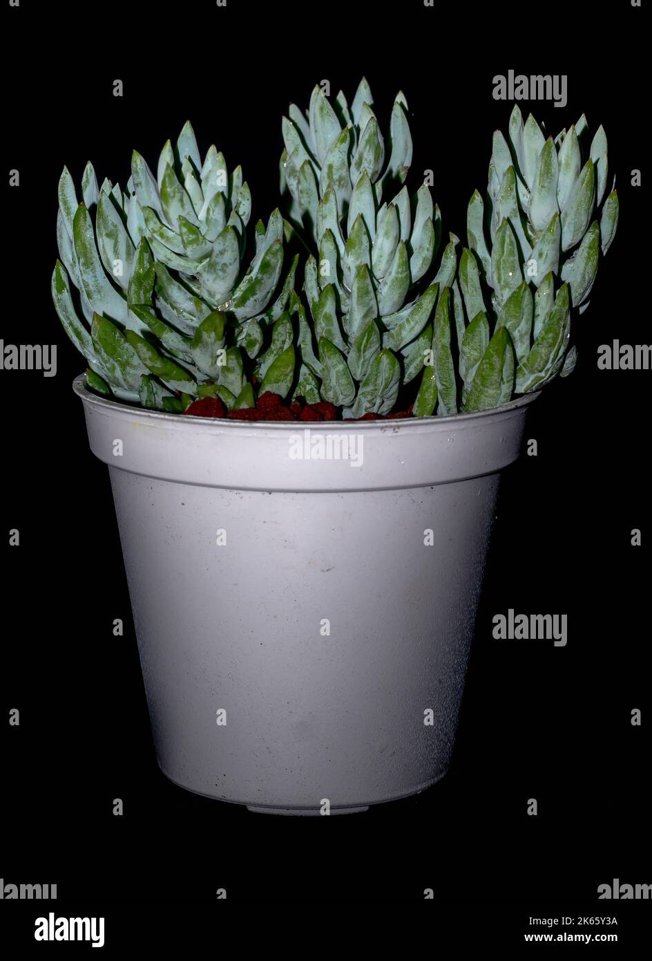 Sedum spanish blue select succulent plant isolated on black background ...