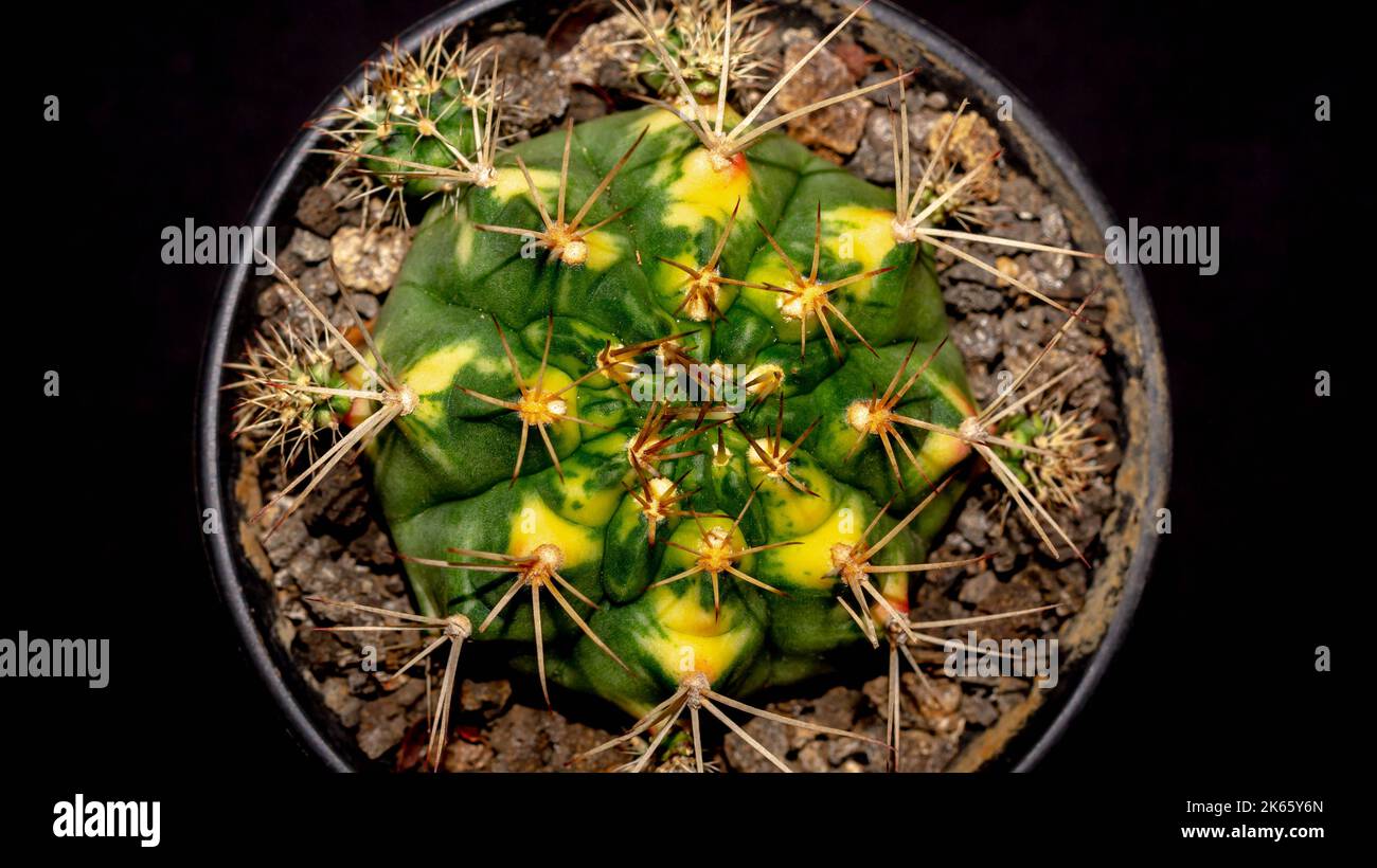 Gymnocalycium mihanovichi "Cat Eye" cactus on dark background. Isolated ...