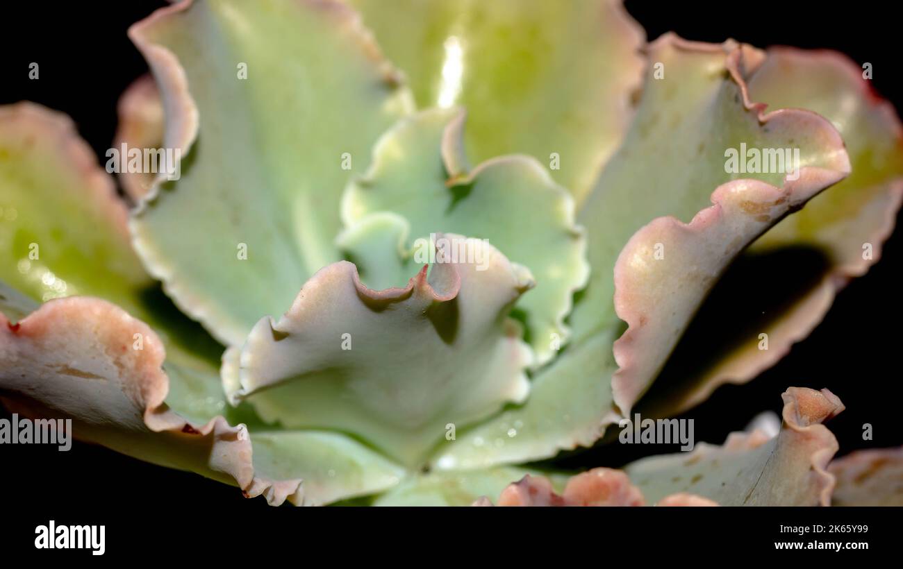 Beautiful Echeveria with pinkish curly leaves on dark background ...
