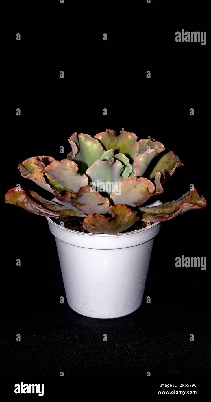 Beautiful Echeveria with pinkish curly leaves on dark background ...