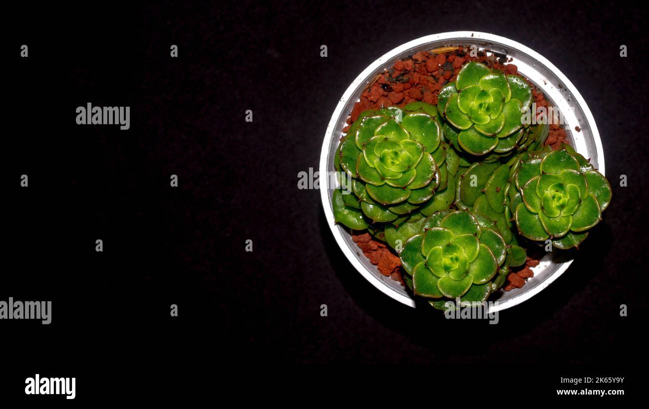 Isolated Crassula plant on black background. Clump of succulent plant ...