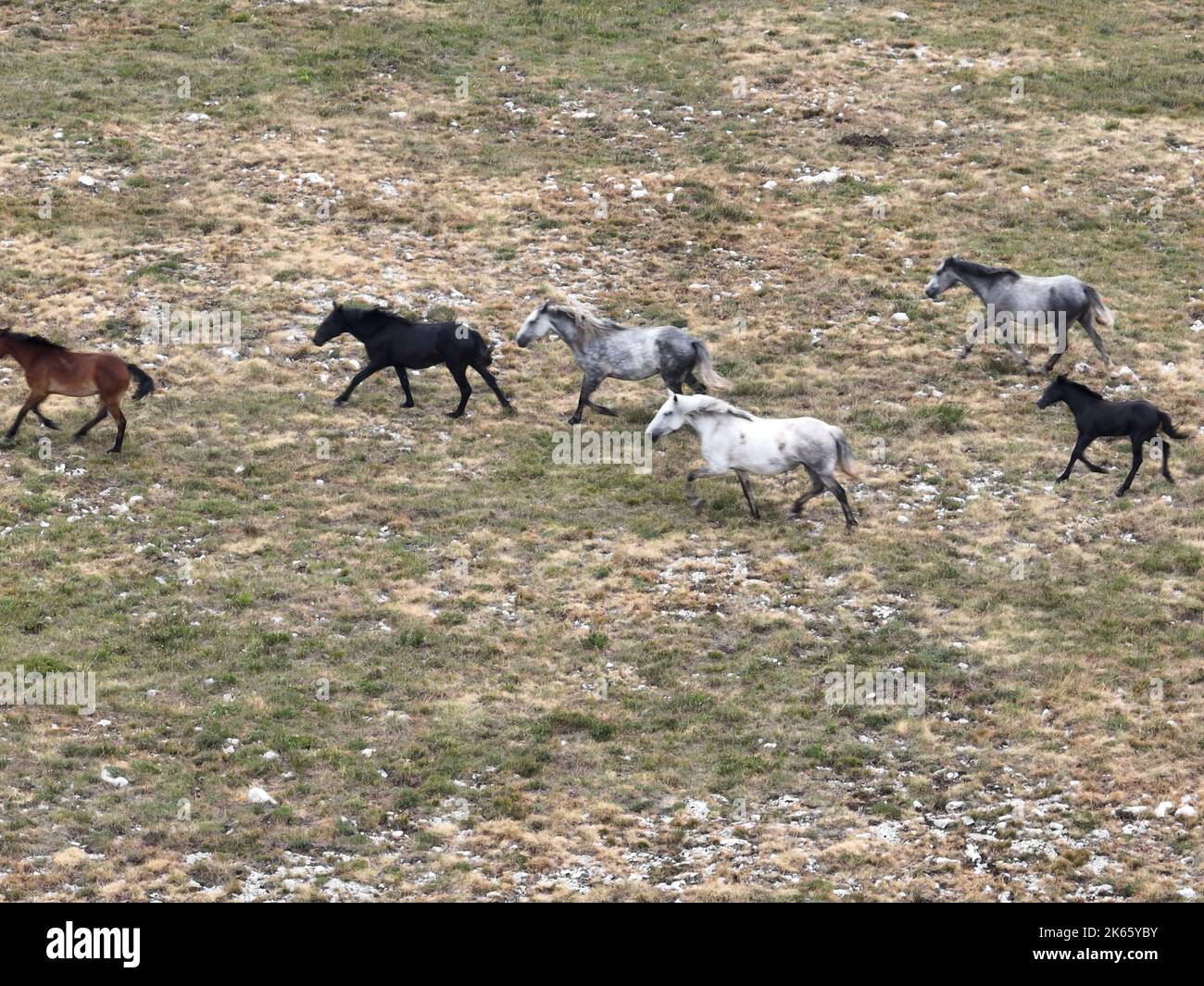 Aerial Cinematic slow motion shot of Drone Flying over a large herd of ...
