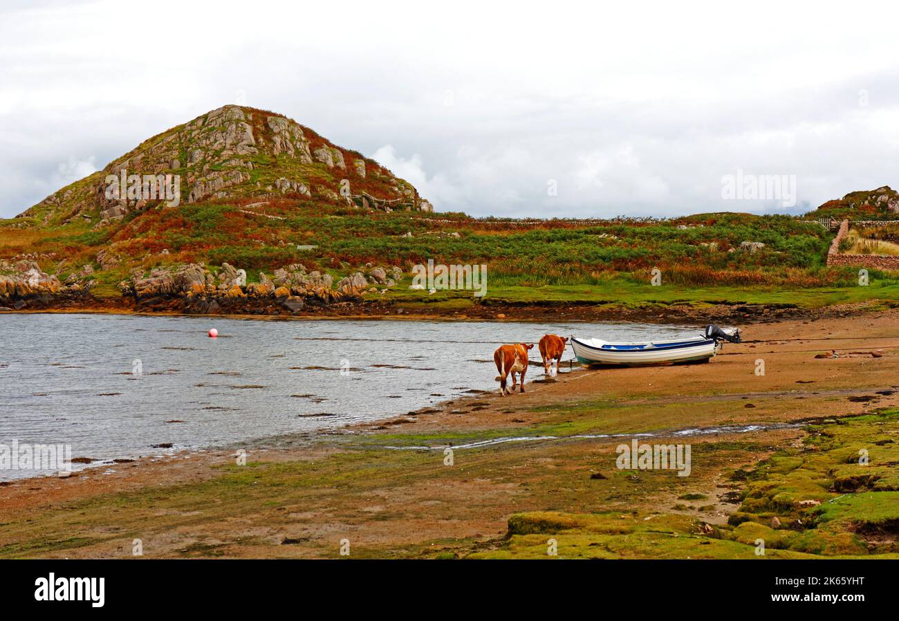Two Ayrshire cows on the shore of a tidal creek on the south-west coast ...