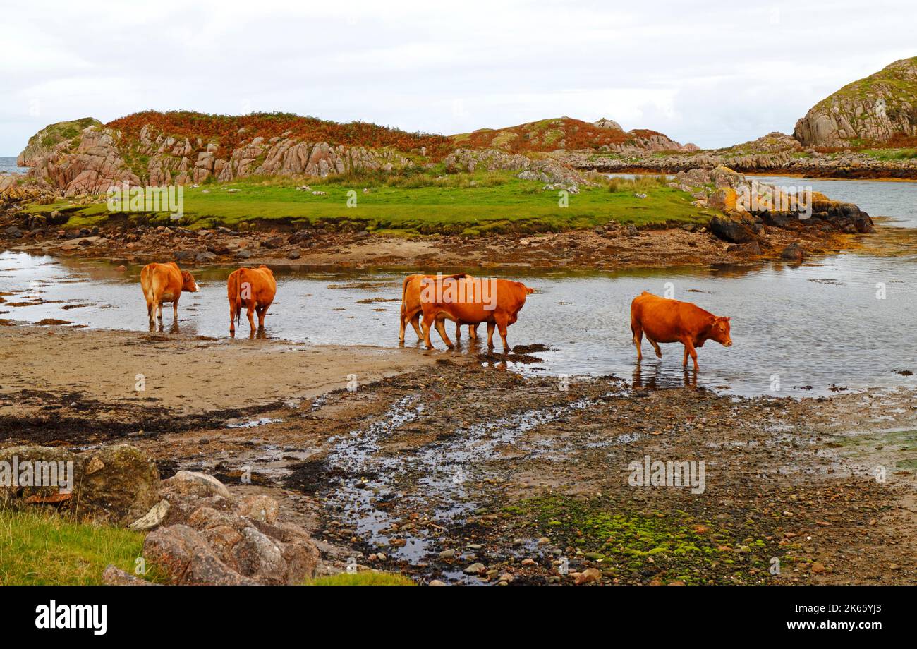 A group of Ayrshire cows at the edge of a tidal creek on the south-west ...