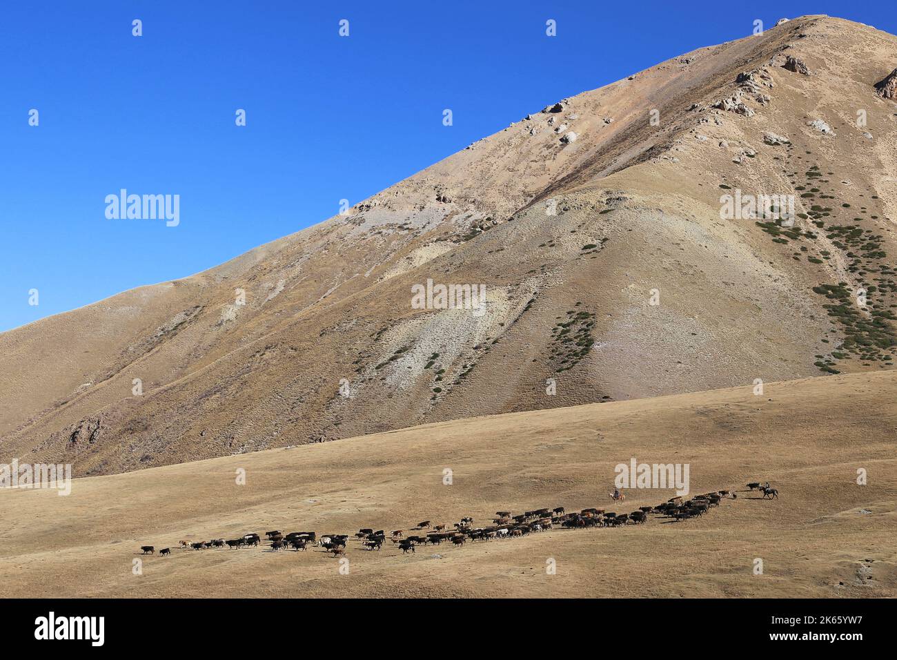 Herding cattle, Kalmak Ashuu Pass, Song Kul, Terskey Ala-Too range ...