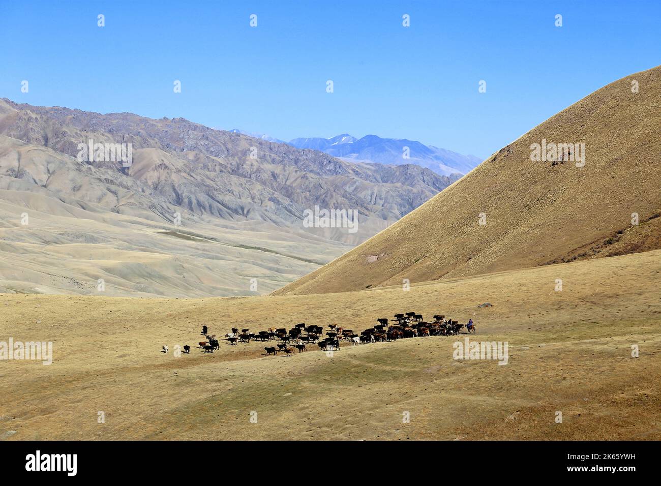 Herding cattle, Kalmak Ashuu Pass, Song Kul, Terskey Ala-Too range ...
