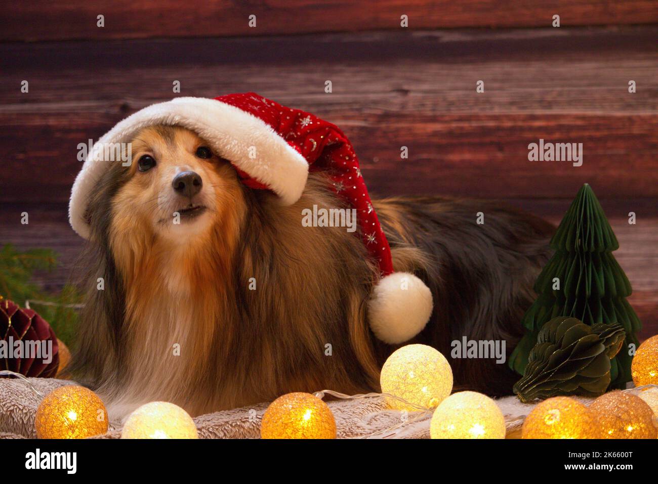 A cute furry dog wearing santa hat with Christmas lights on the surface ...