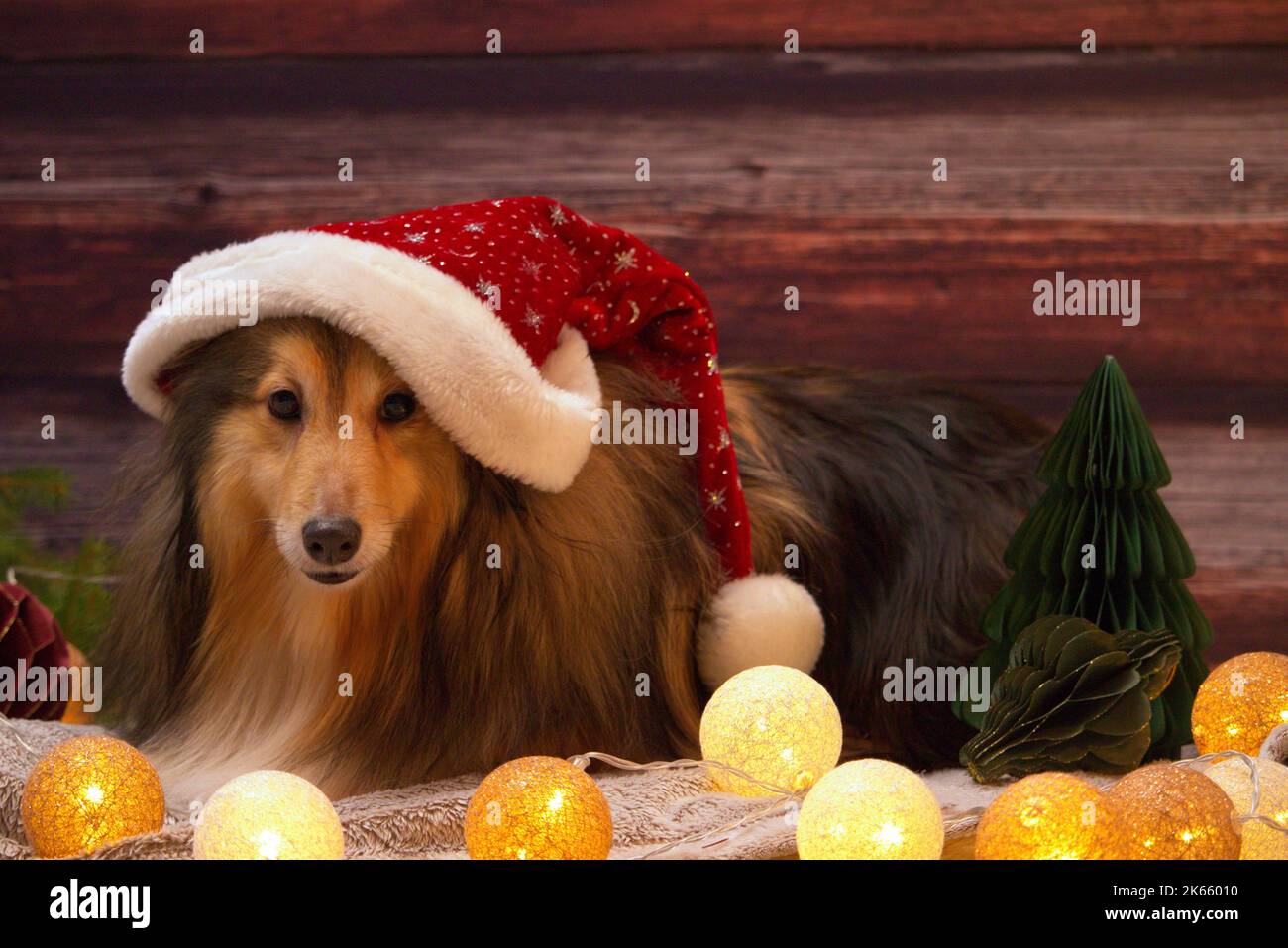 A cute furry dog wearing santa hat with Christmas lights on the surface ...