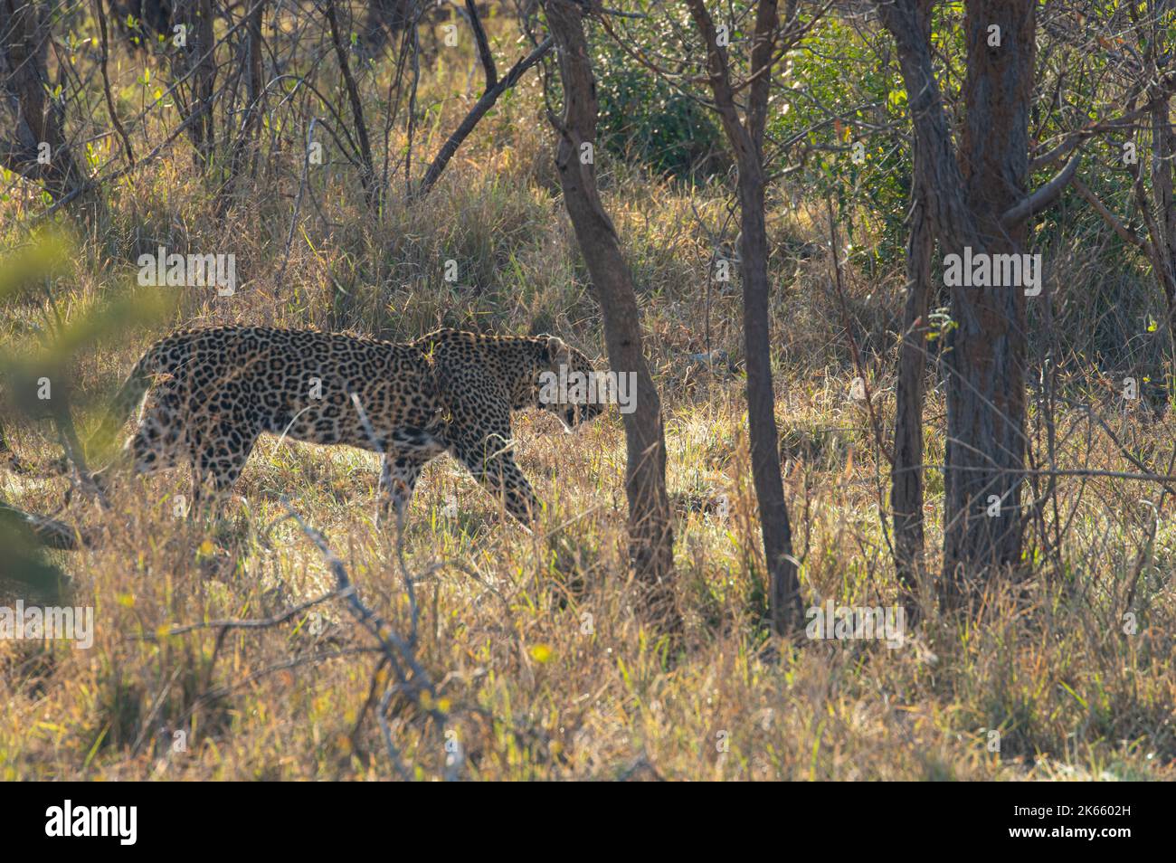 900 leopards and 300 cheetahs are part of this magnificent ecosystem ...