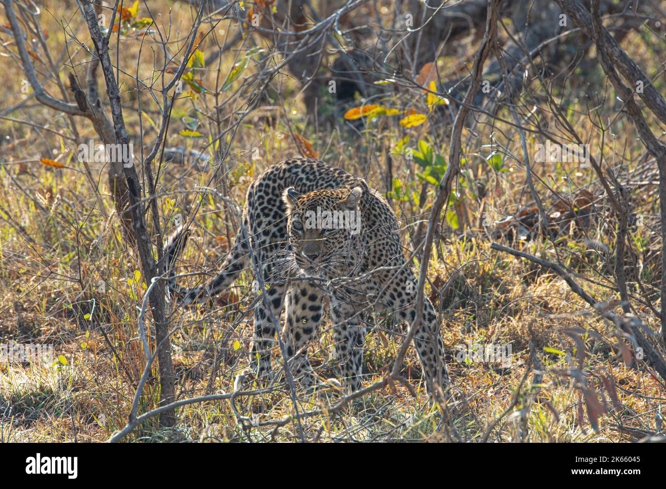 900 leopards and 300 cheetahs are part of this magnificent ecosystem ...