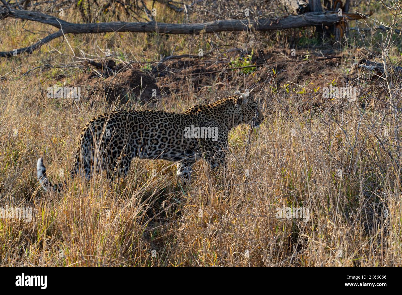 900 leopards and 300 cheetahs are part of this magnificent ecosystem ...