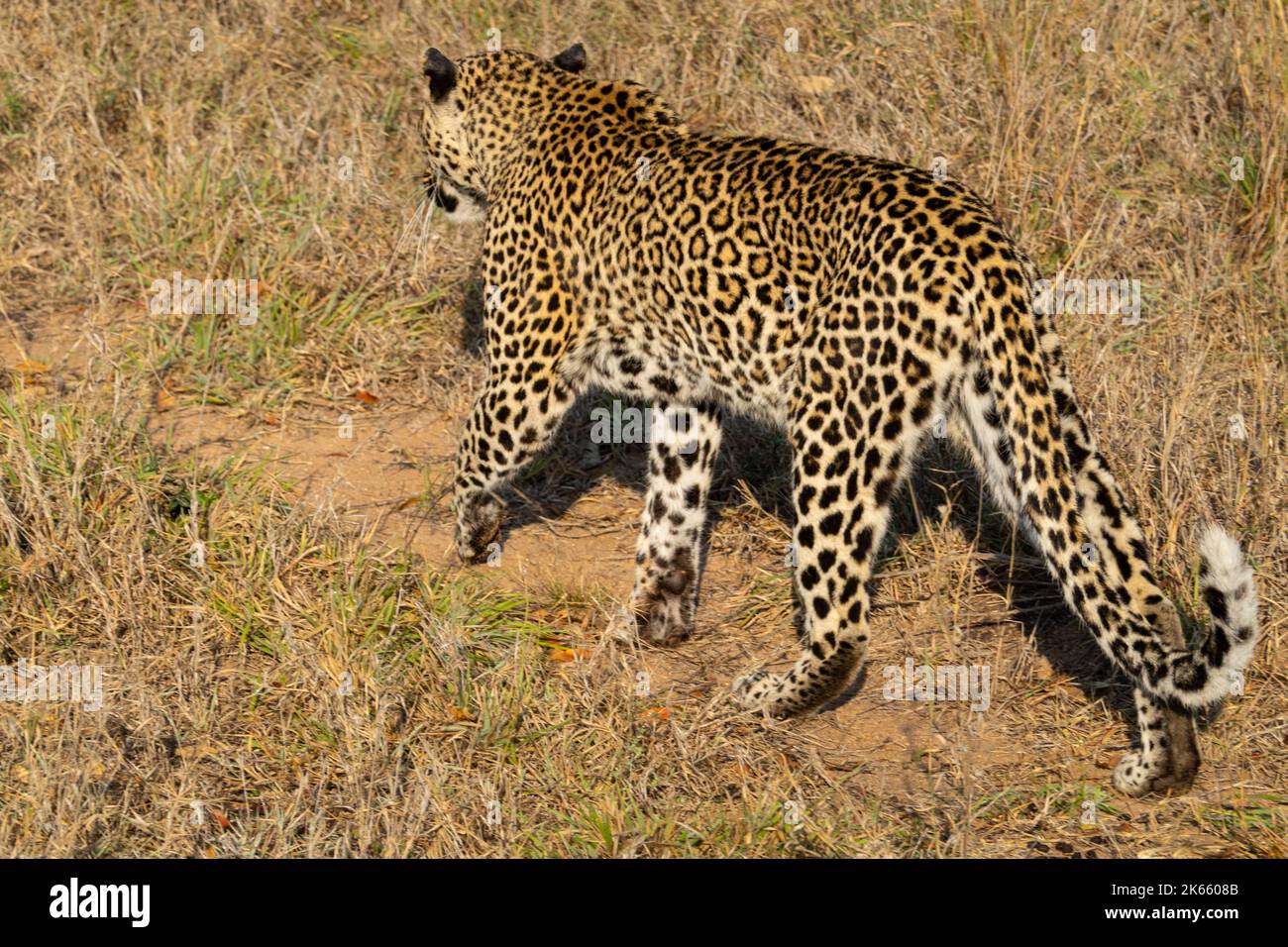 900 leopards and 300 cheetahs are part of this magnificent ecosystem ...