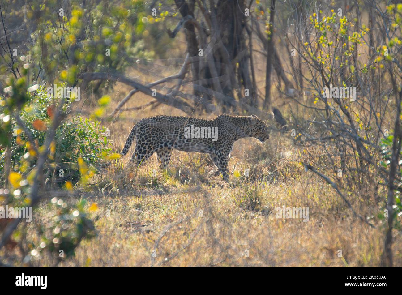 900 leopards and 300 cheetahs are part of this magnificent ecosystem ...