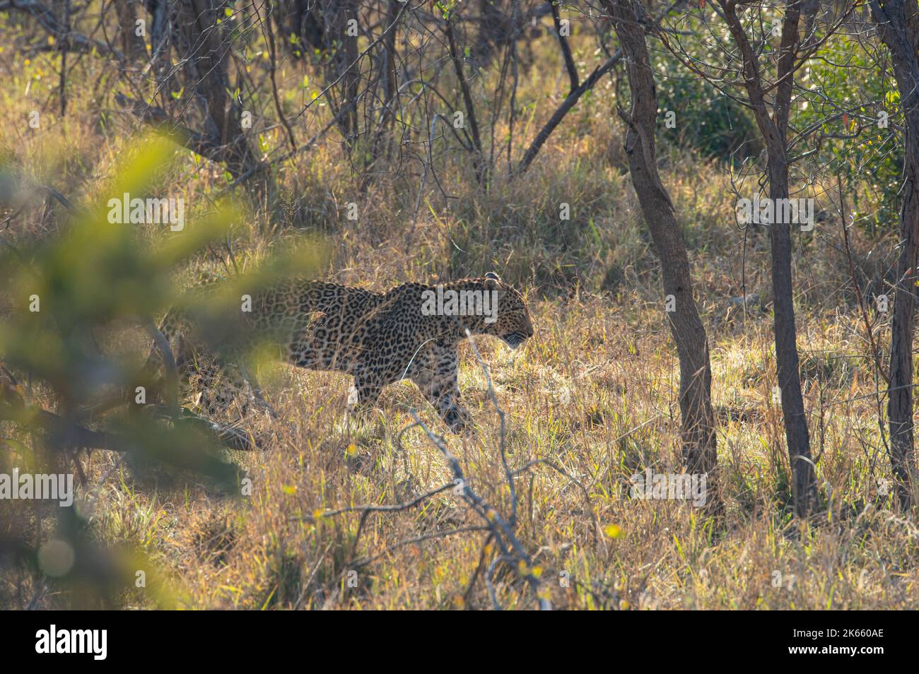 900 leopards and 300 cheetahs are part of this magnificent ecosystem ...