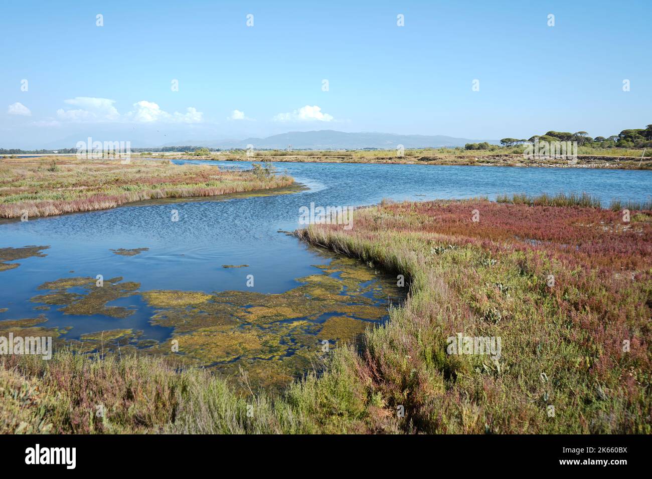 Strofylia hi-res stock photography and images - Alamy