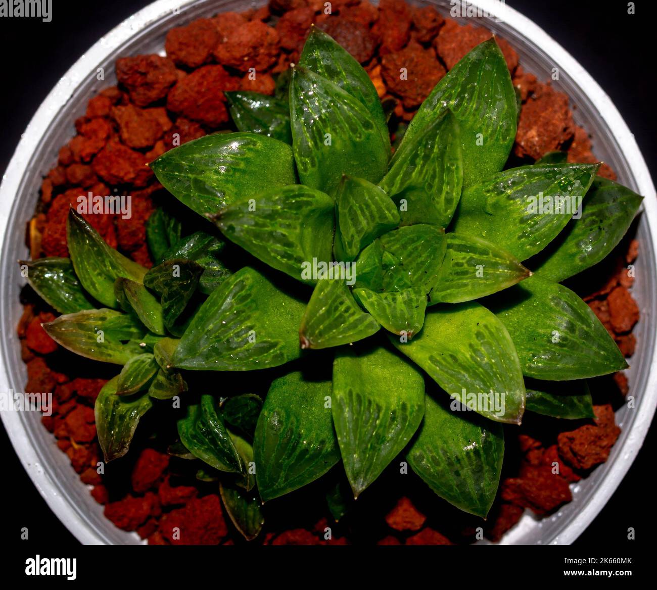 Isolated green Haworthia plant on dark background. Potted Haworthia in ...