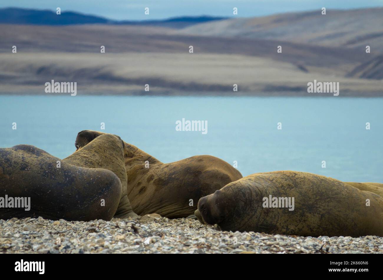 Walrus colony lying on the shore. Arctic landscape against blurred ...