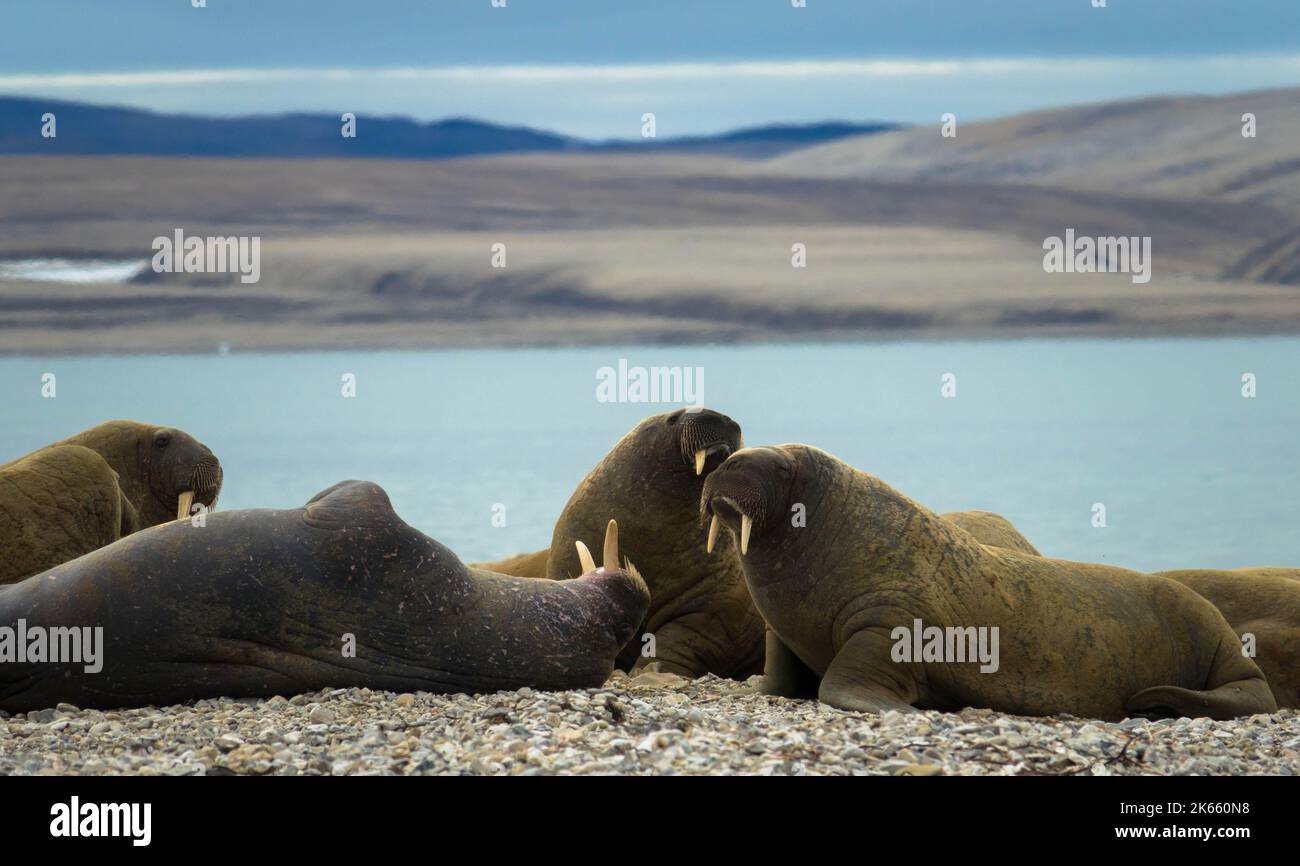 Walrus colony lying on the shore. Arctic landscape against blurred ...