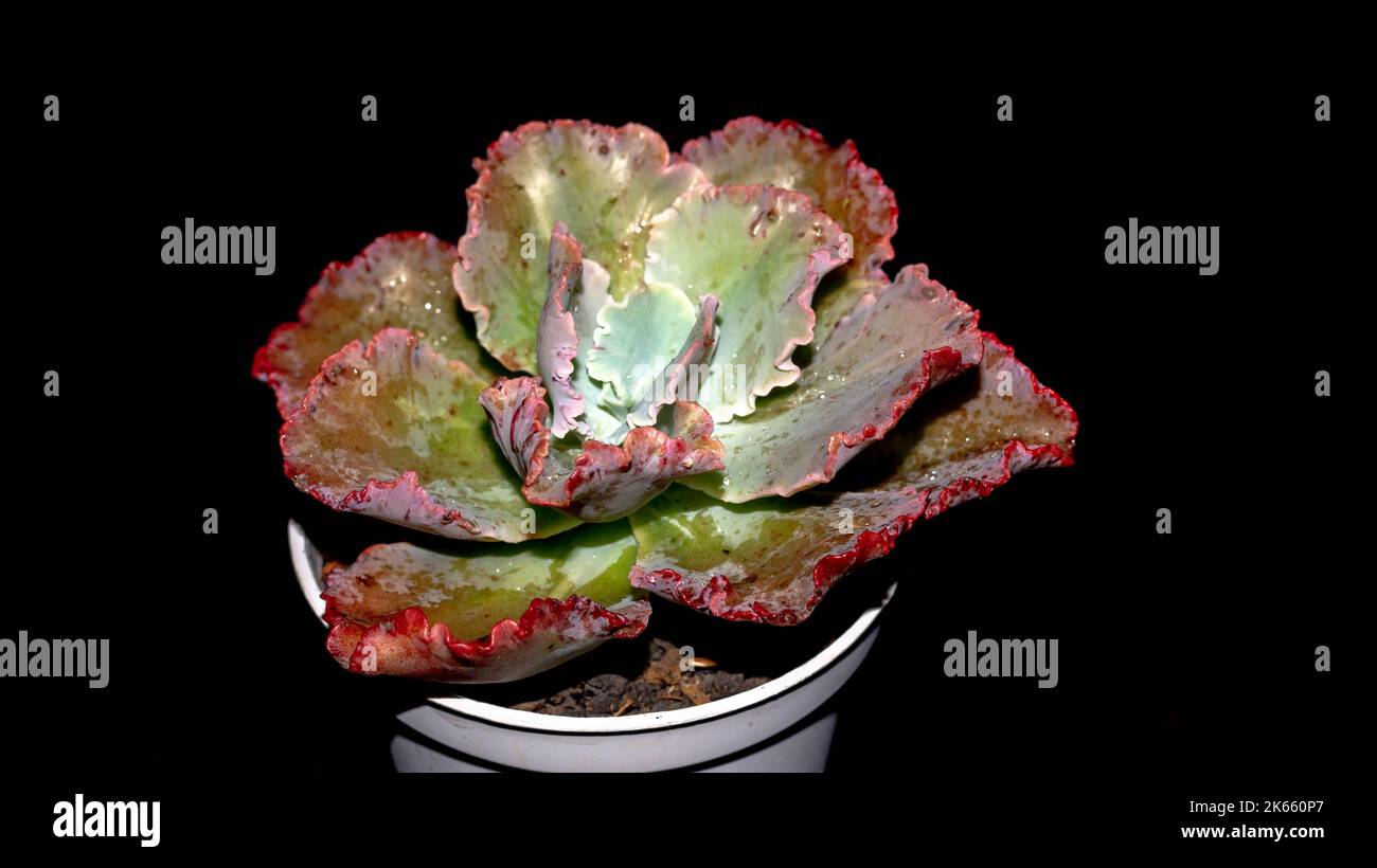 Beautiful Echeveria with pinkish curly leaves on dark background ...