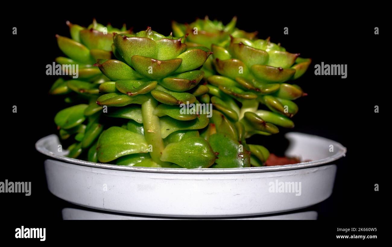 Isolated Crassula plant on black background. Clump of succulent plant ...