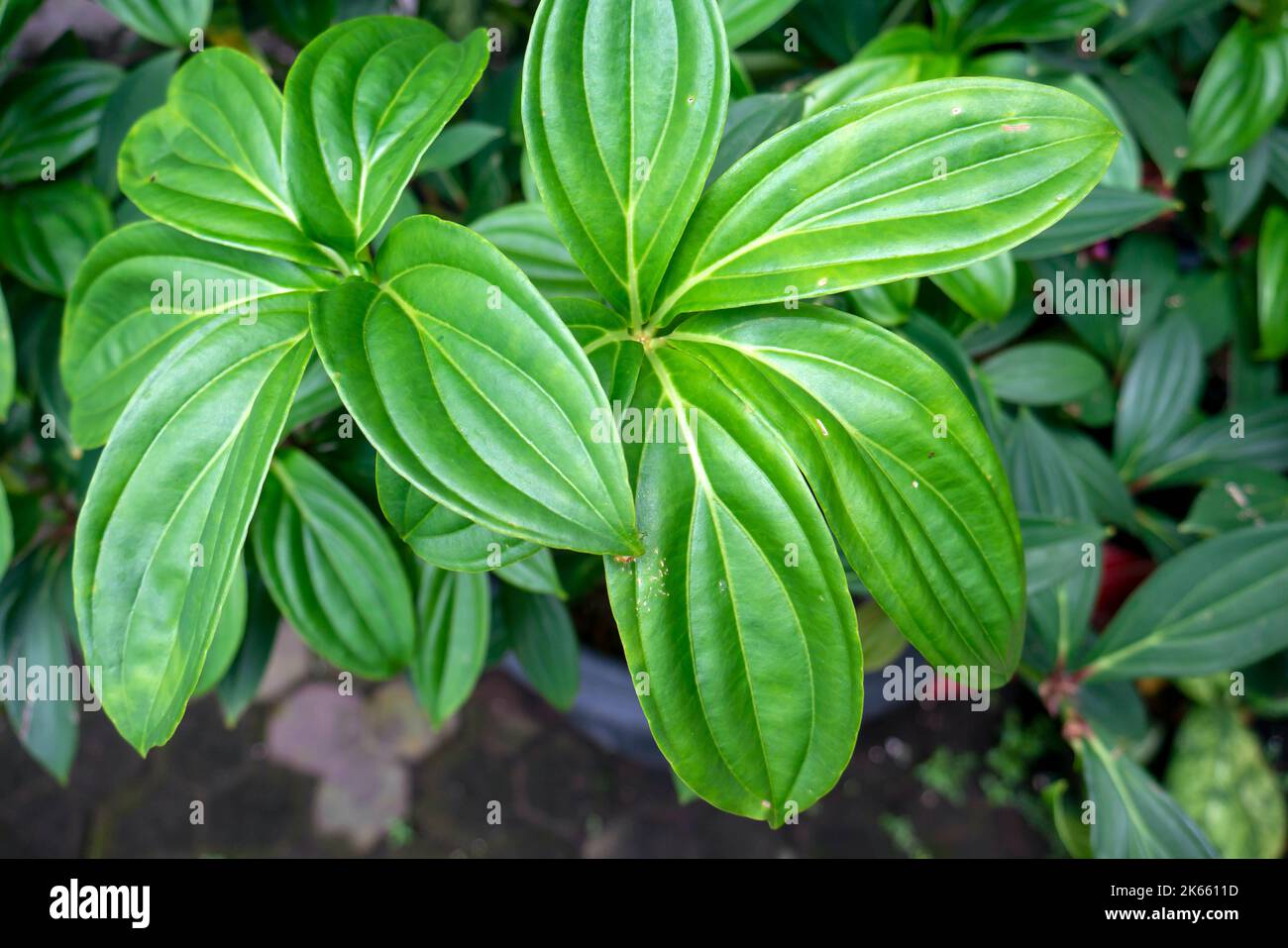 Parijoto leaves (Medinilla speciosa) in shallow focus Stock Photo - Alamy