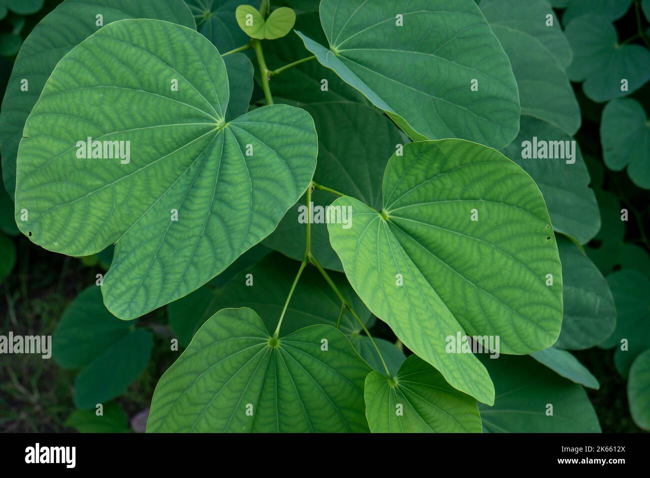 The Hong kong orchid tree, Bauhinia leaves, hybrid leguminous tree, in ...