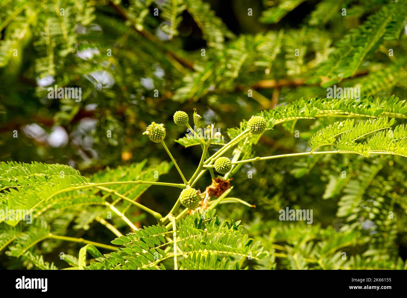 River tamarind (Leucaena leucocephala) flower buds and green leaves ...