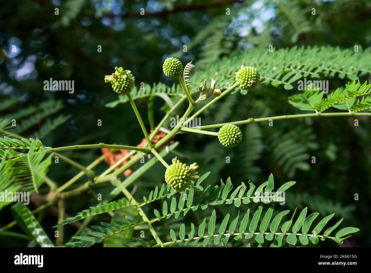 River tamarind (Leucaena leucocephala) flower buds and green leaves ...