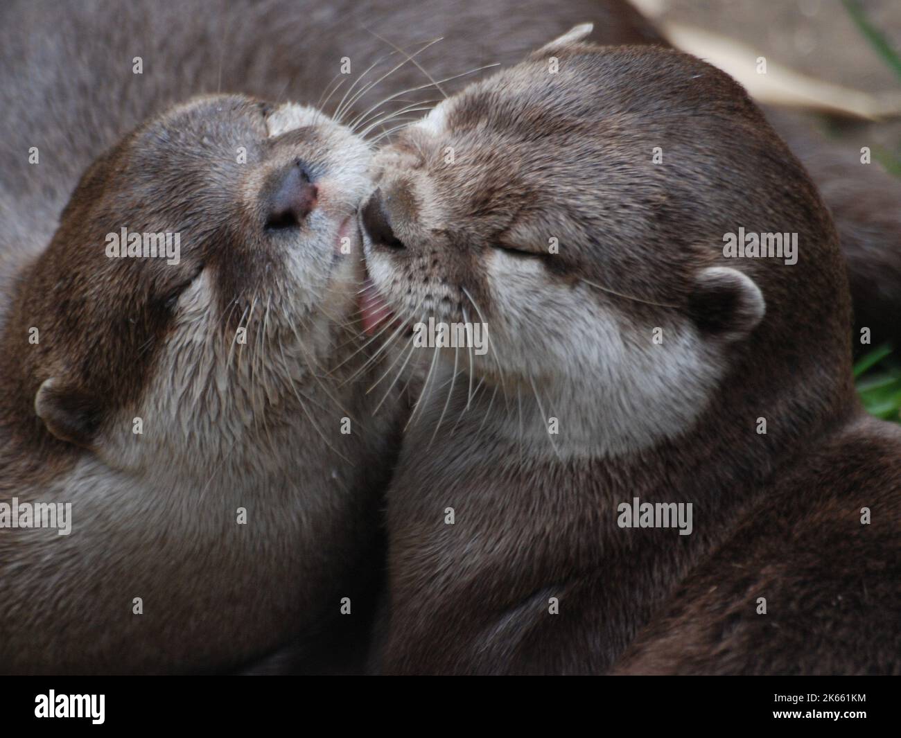 A close-up shot of otters hugging each other Stock Photo - Alamy