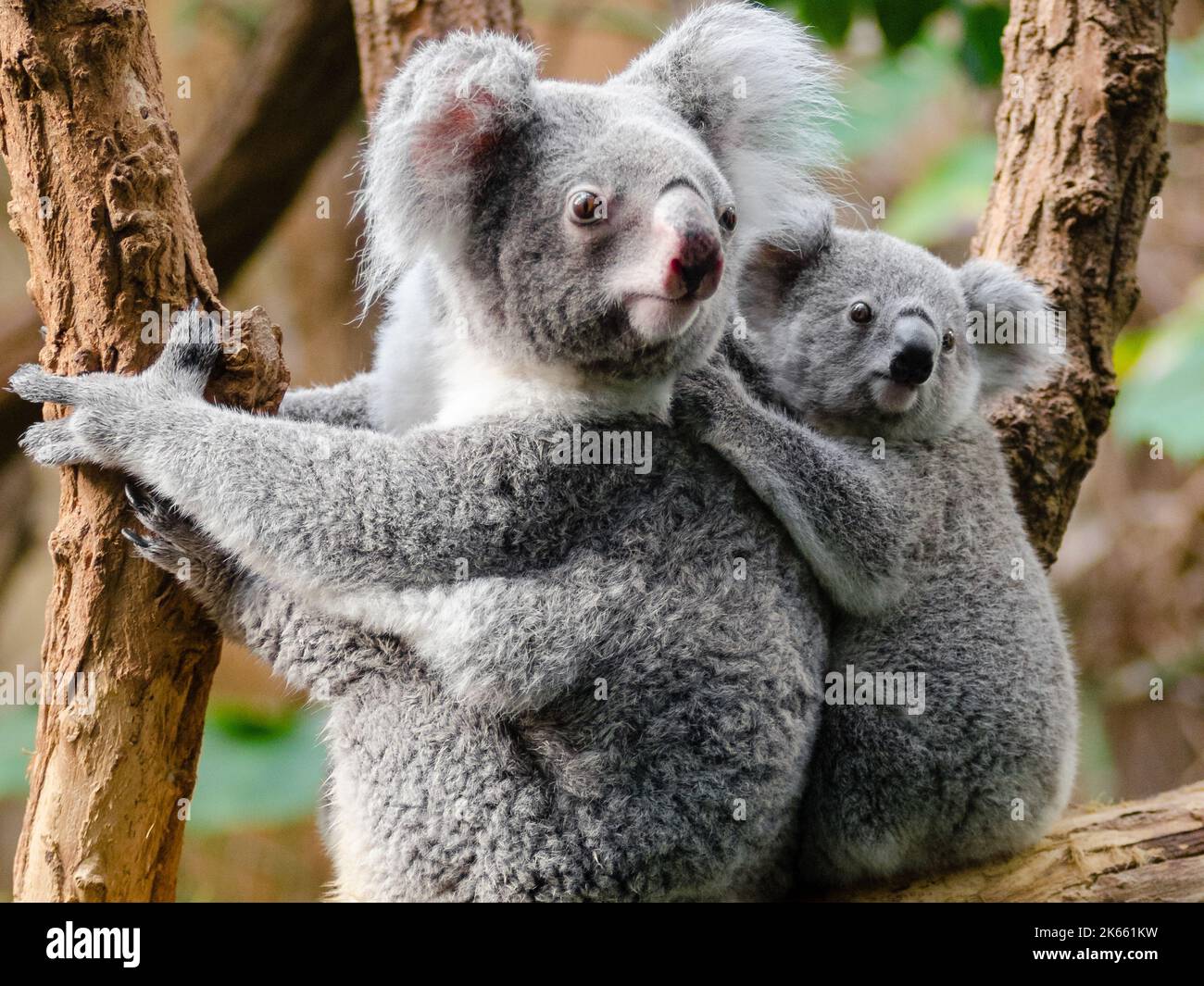 Koala baby back hi-res stock photography and images - Alamy