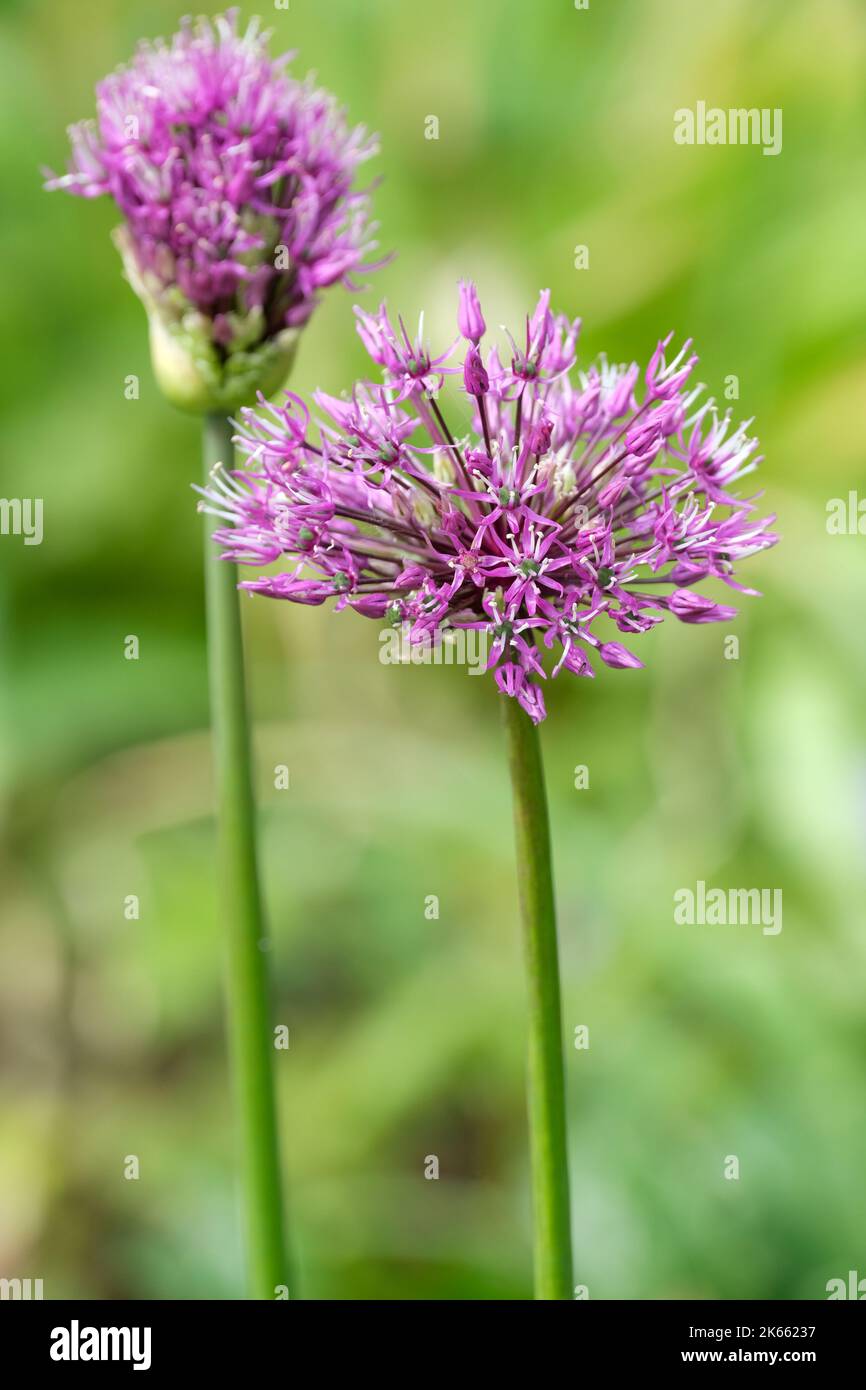 Allium jesdianum 'Early Emperor', allium 'Early Emperor', bud bursting ...