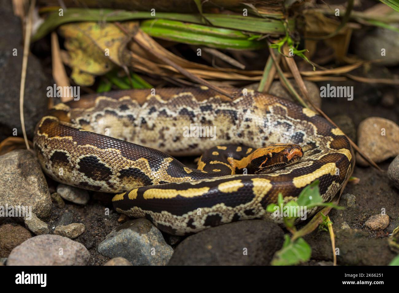 Young corn snake pantherophis guttatus hi-res stock photography and ...