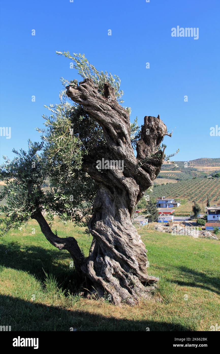 An old olive tree on the hill. An olive tree that grows in the ...
