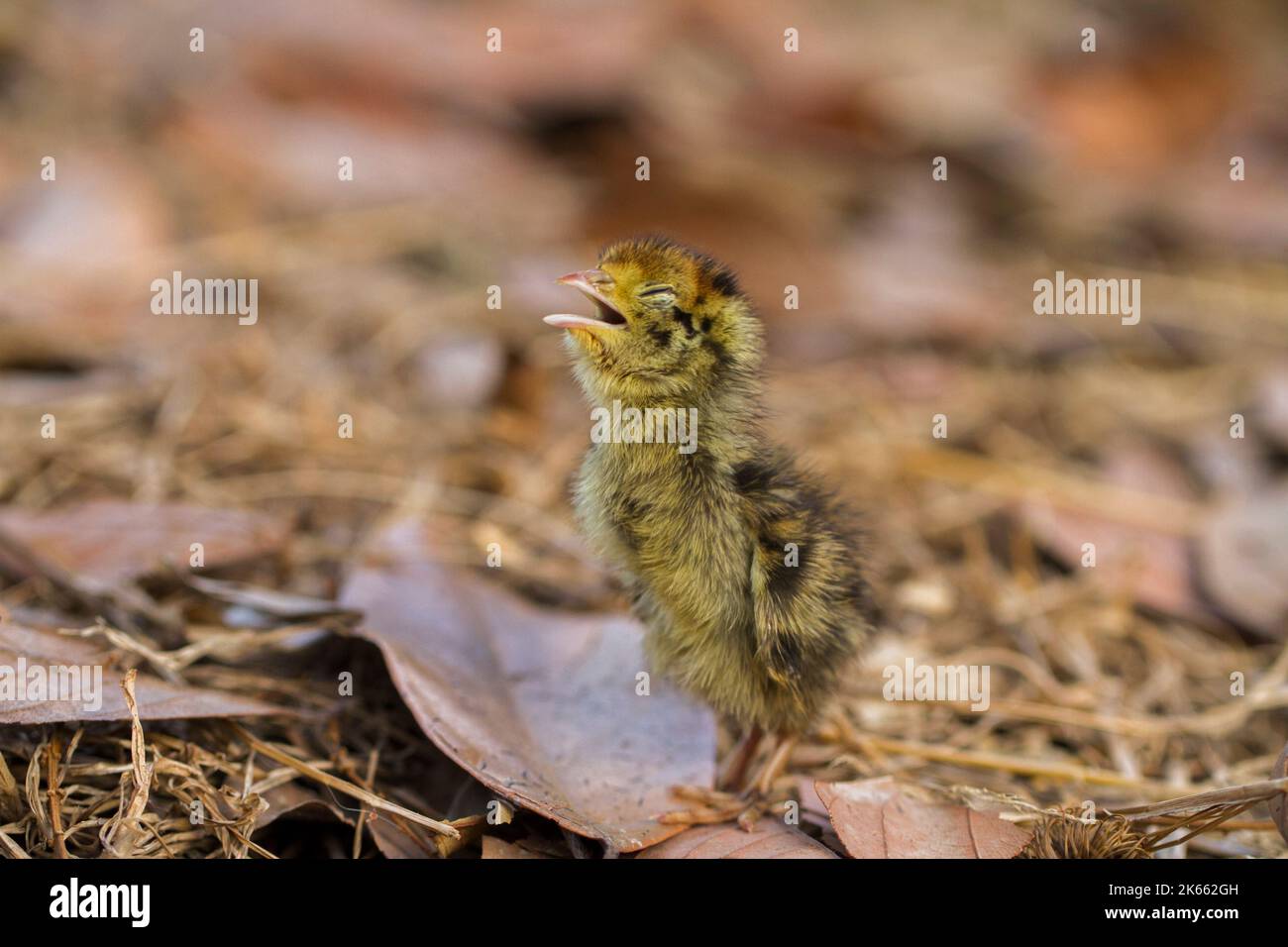 new born baby chick common quail on the wildlife Stock Photo - Alamy
