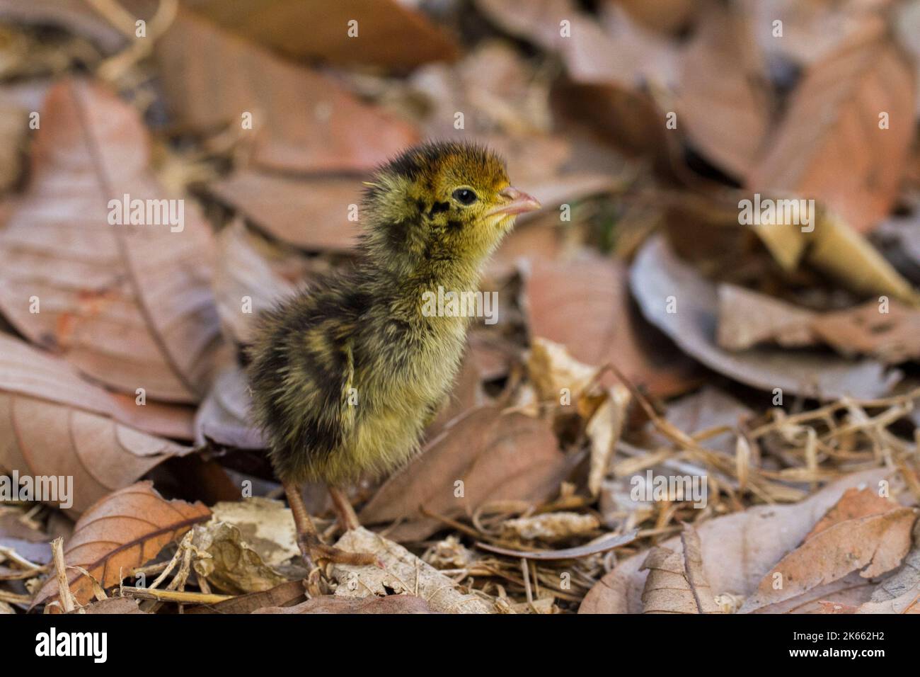 new born baby chick common quail on the wildlife Stock Photo - Alamy