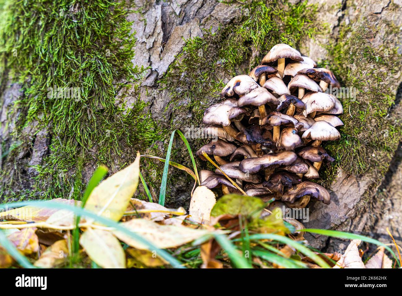 Mushrooms growing tree trunk in forest day hi-res stock photography and ...