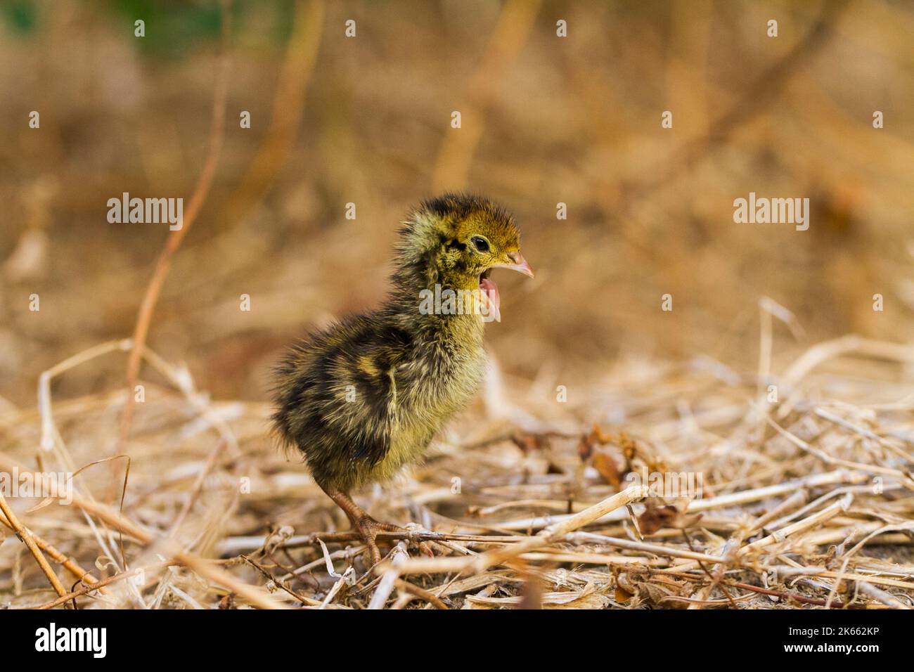 new born baby chick common quail on the wildlife Stock Photo - Alamy