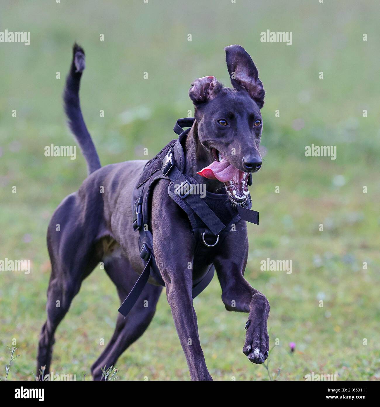 A cute black Greyhound dog running in a park with open mouth Stock Photo - Alamy