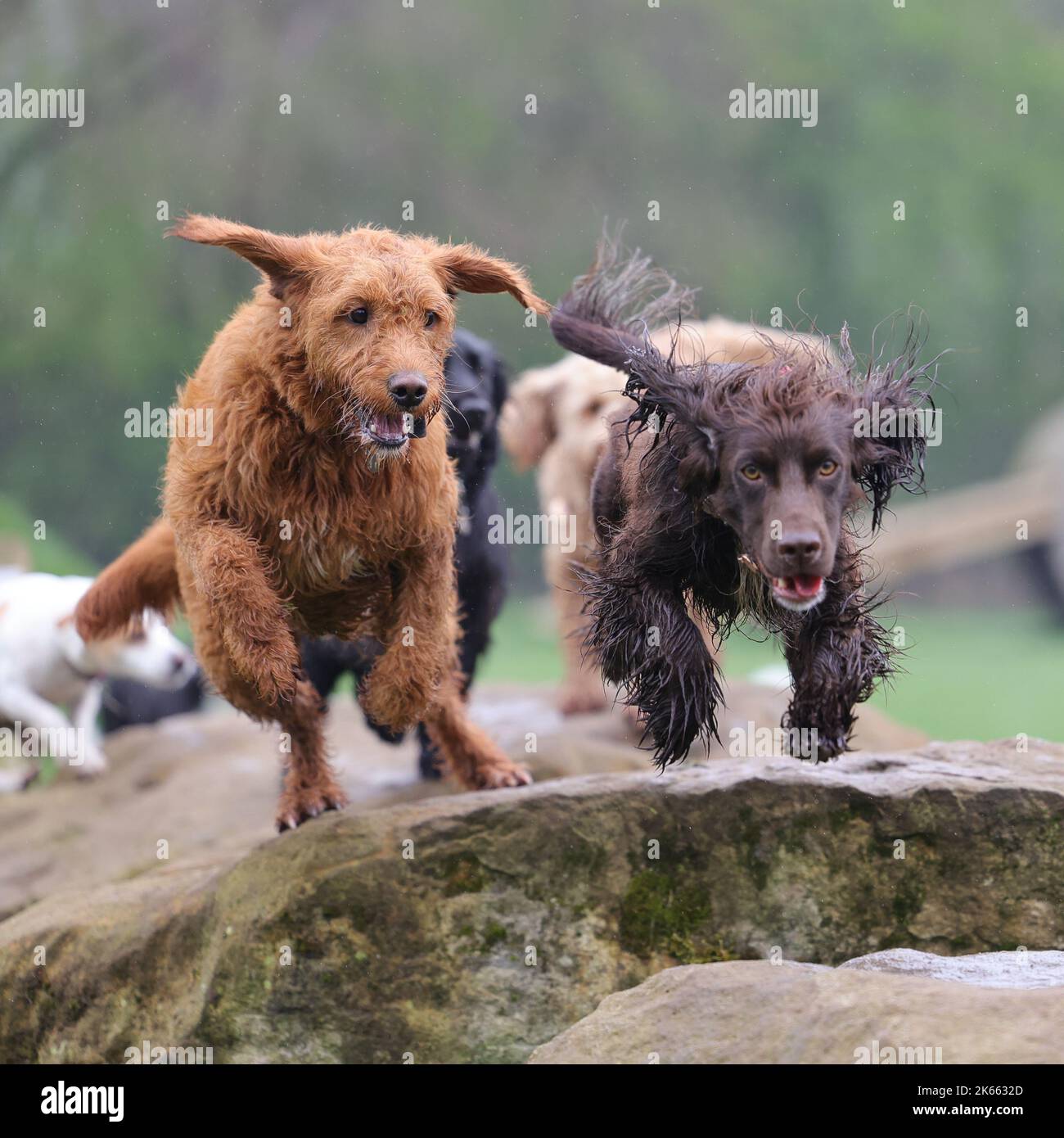 A cute Spaniel and Irish terrier jumping over stones Stock Photo - Alamy