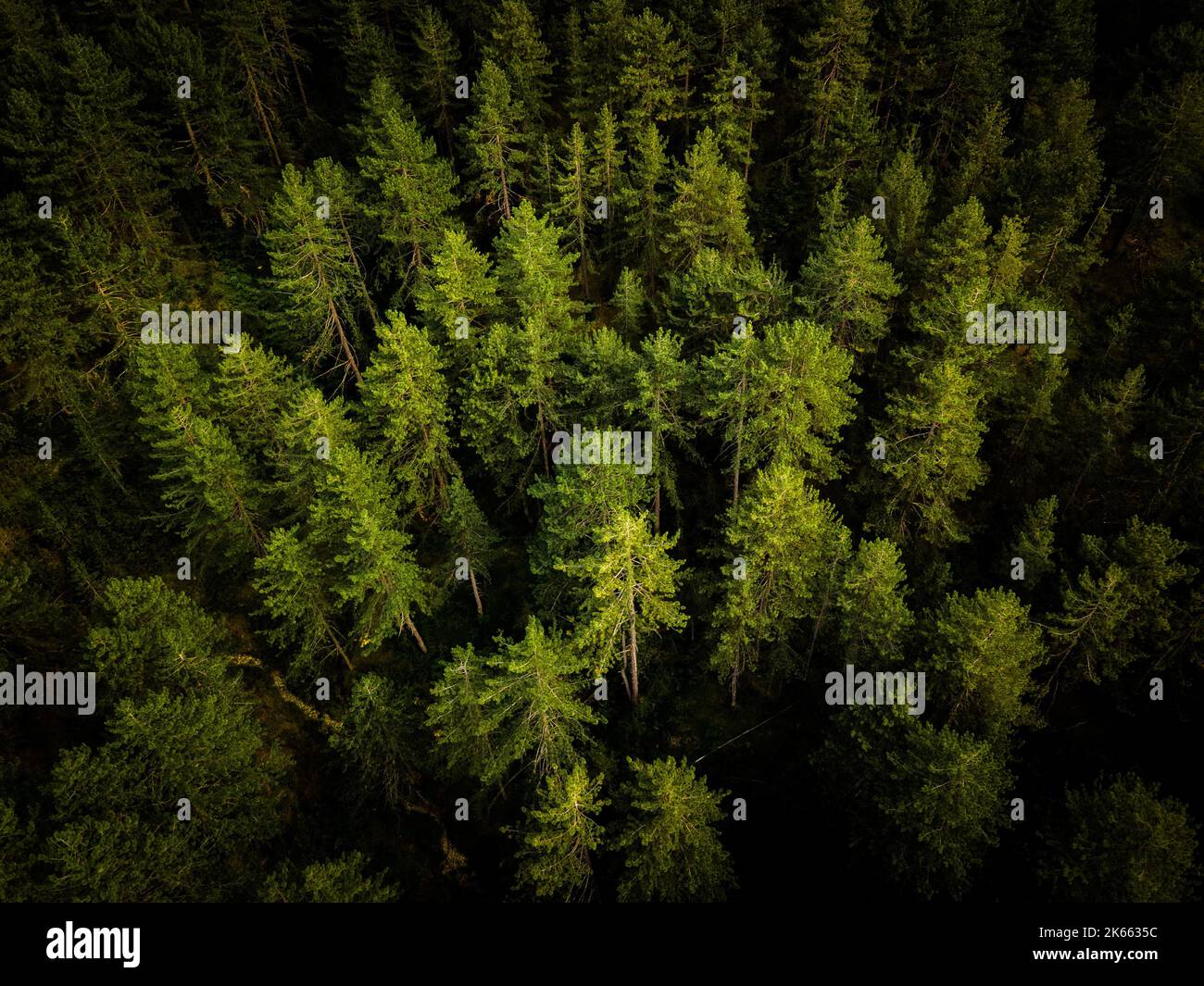 An aerial view of green pine forest at daytime Stock Photo - Alamy