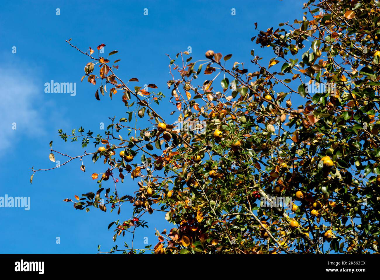 Wild pear tree by the Offchurch Greenway footpath/cycleway ...