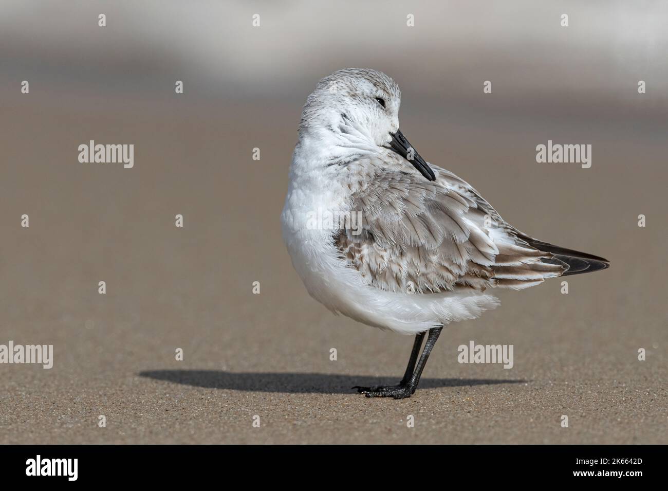 Shoreline wildlife hi-res stock photography and images - Alamy