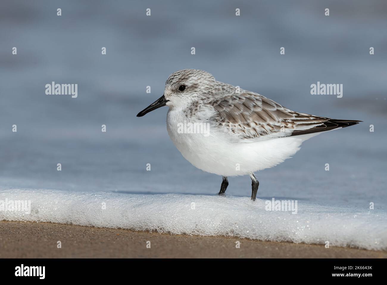 Shoreline wildlife hi-res stock photography and images - Alamy