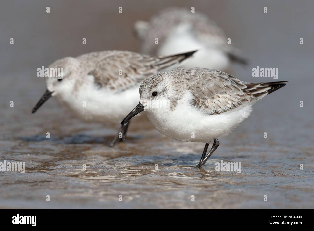 Sanderling, Calidris alba, adult non breeding/ winter plumage bird ...