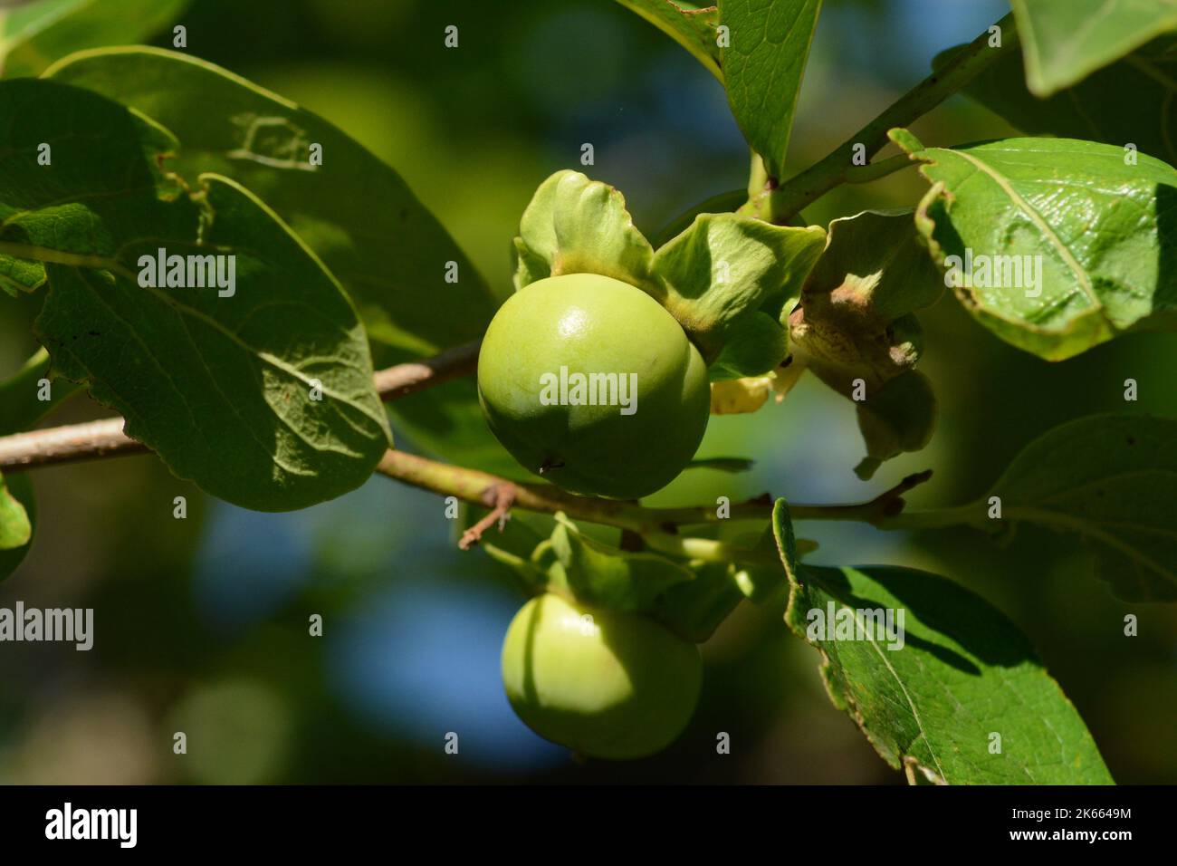 Persimmon fruits on tree sharon hi-res stock photography and images - Alamy