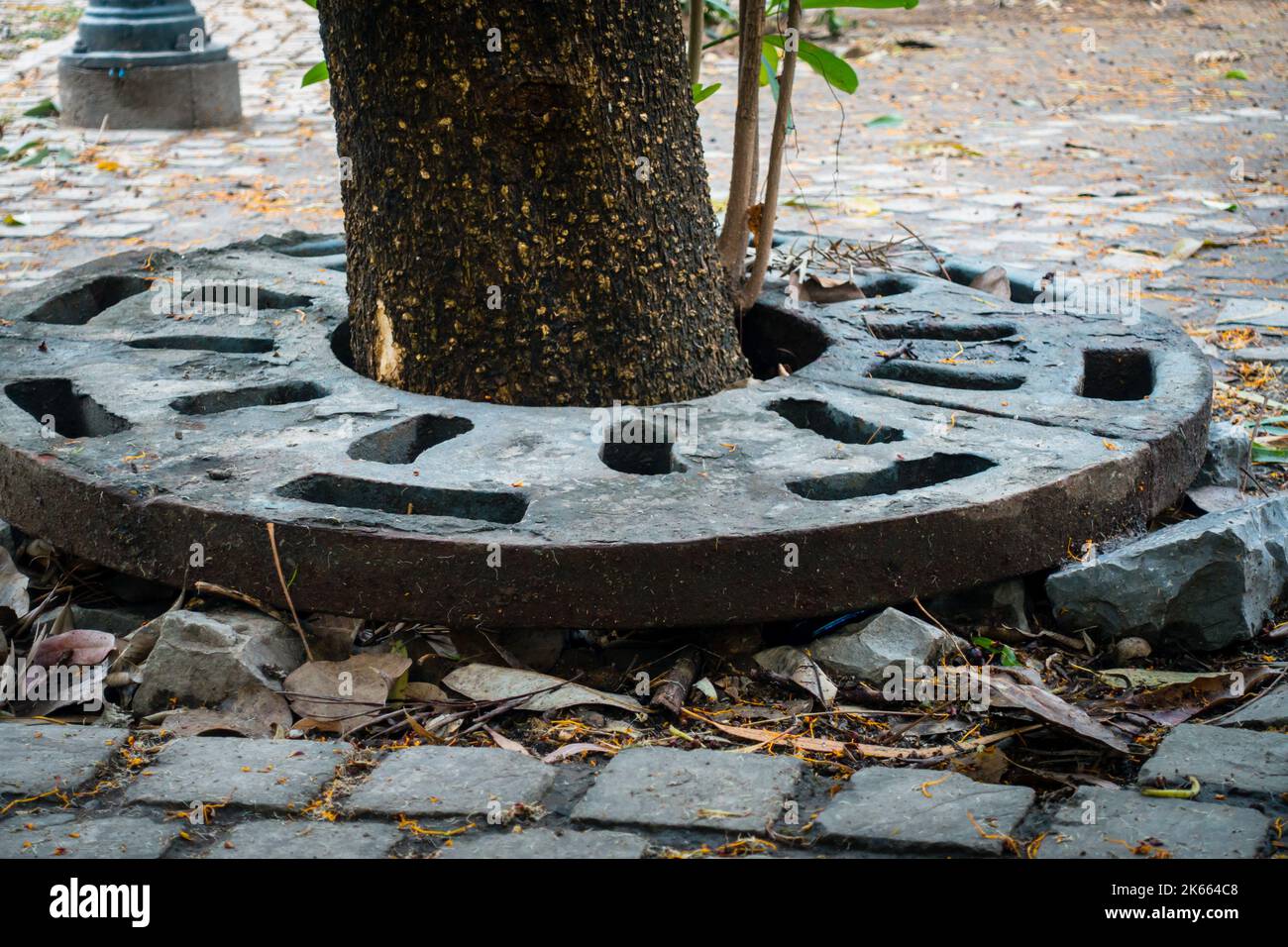 A round concrete tile around a base of a tree on a side walk. Dehradun ...