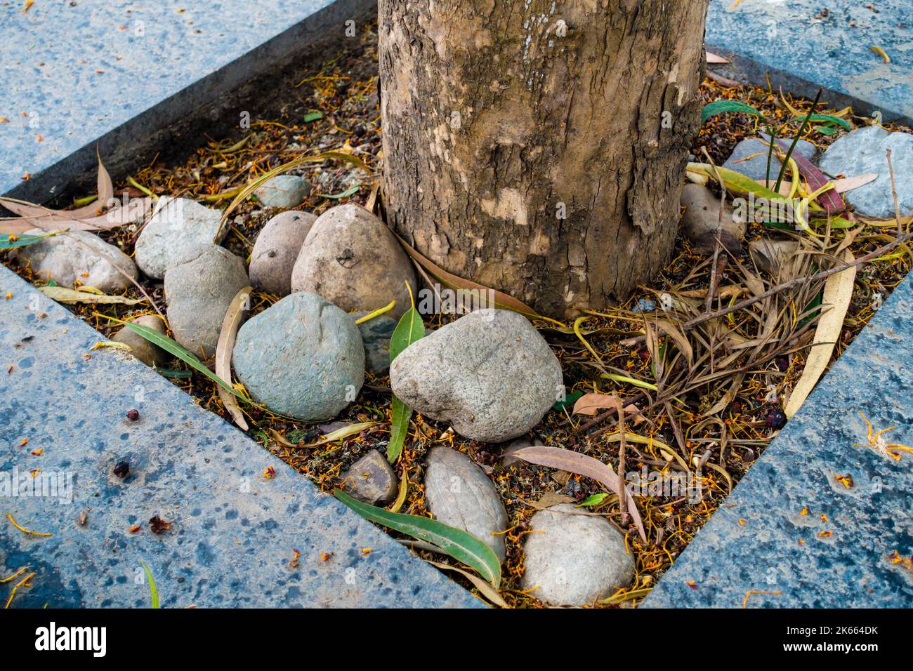 Concrete tile around a base of a tree on a side walk. Dehradun City ...